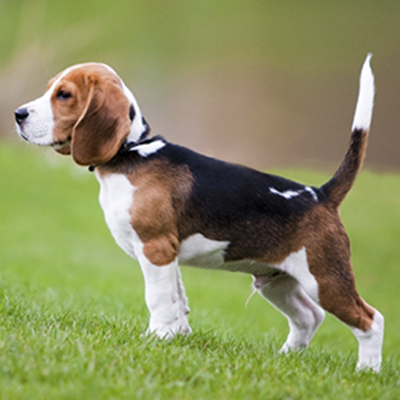 Totul despre Beagle: Ghid complet de îngrijire, temperament și costuri ...