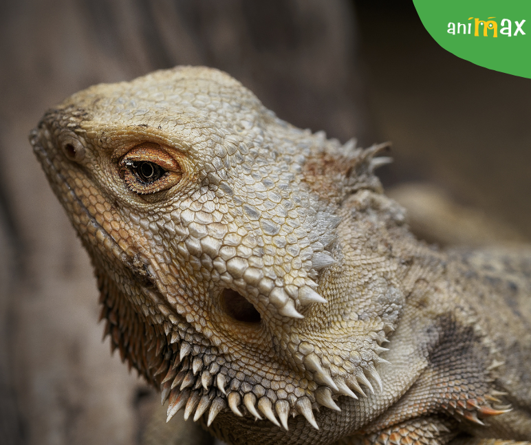 Agama cu barbă (Pogona vitticeps) – Animax