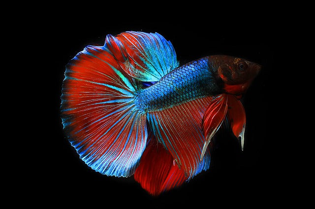 Betta splendens – Animax