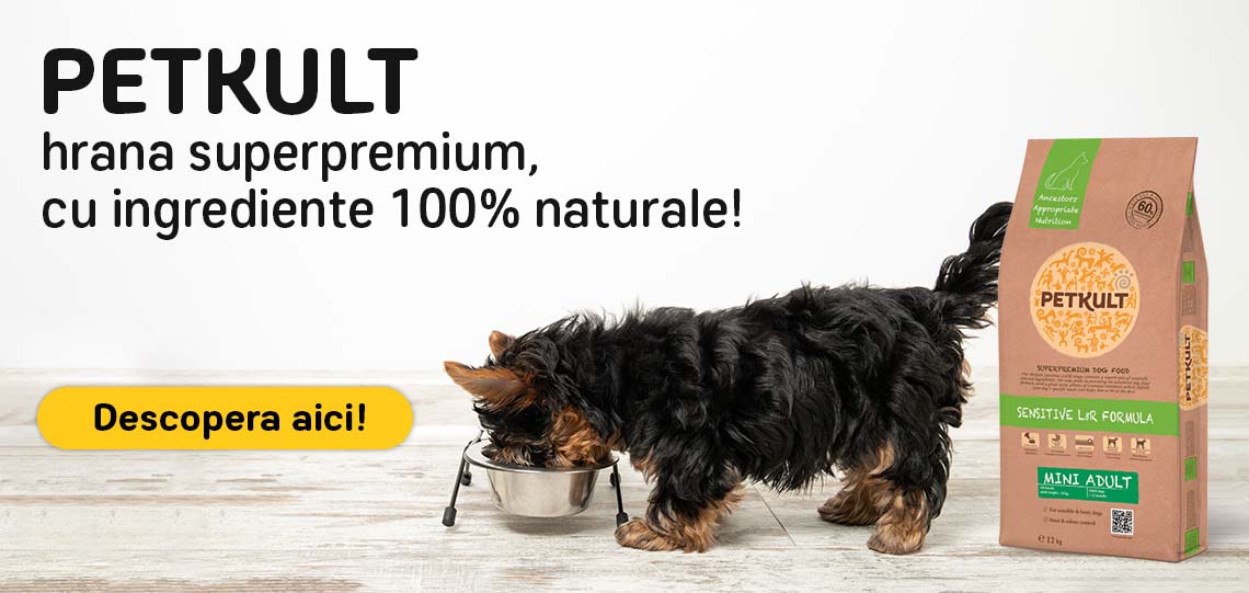 Pesti betta – Ghid de ingrijire – Animax